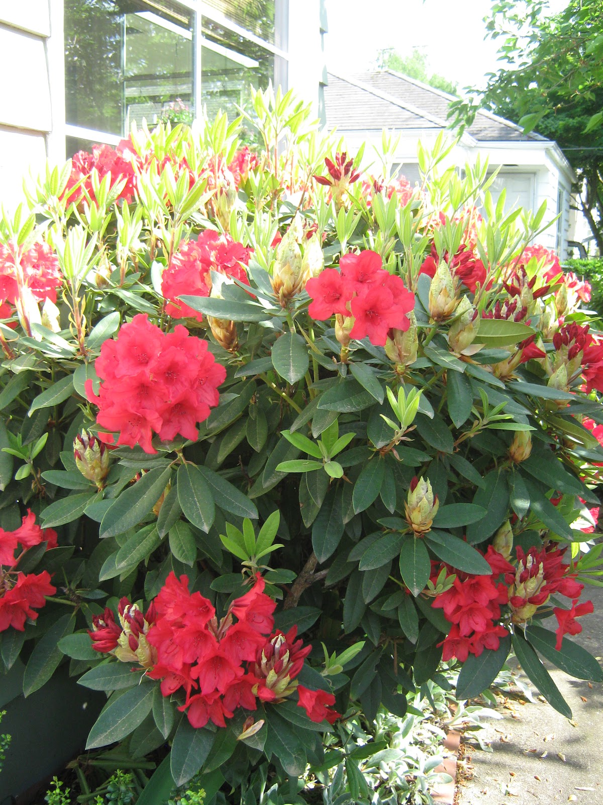 Rindy Mae: More In the Garden