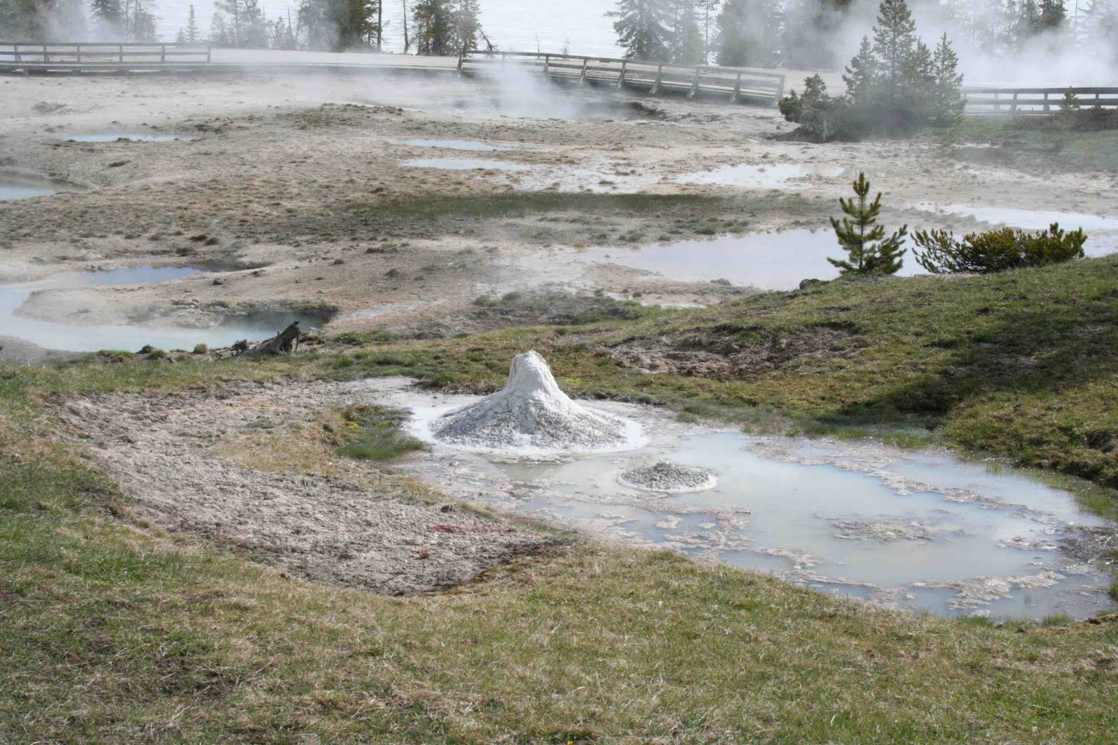 Huckleberry: Yellowstone National Park