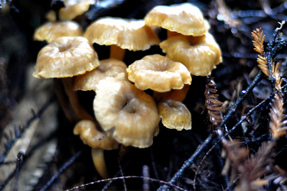 Winter Pick: Risotto with Butternut Squash & Black Trumpets | Langdon Cook