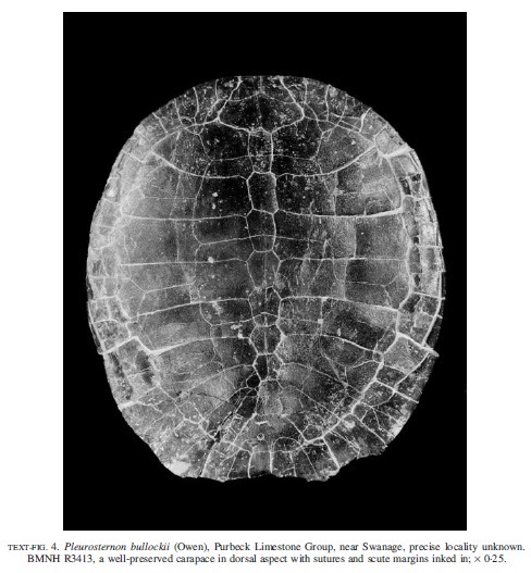 Variety of Life: Cryptodira