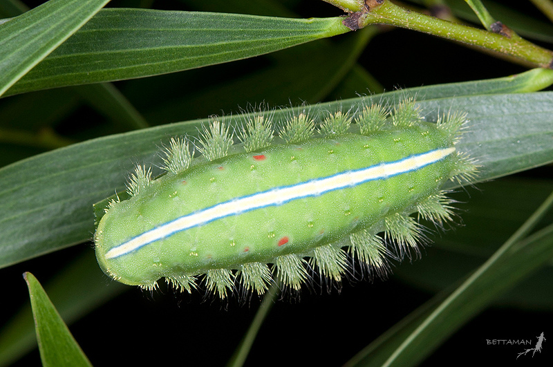 Membangun Perkebunan Kelapa Sawit: Hama Ulat Api Thosea monoloncha