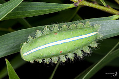 Membangun Perkebunan Kelapa Sawit: Hama Ulat Api Thosea monoloncha