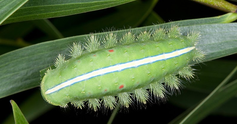Membangun Perkebunan Kelapa Sawit: Hama Ulat Api Thosea monoloncha