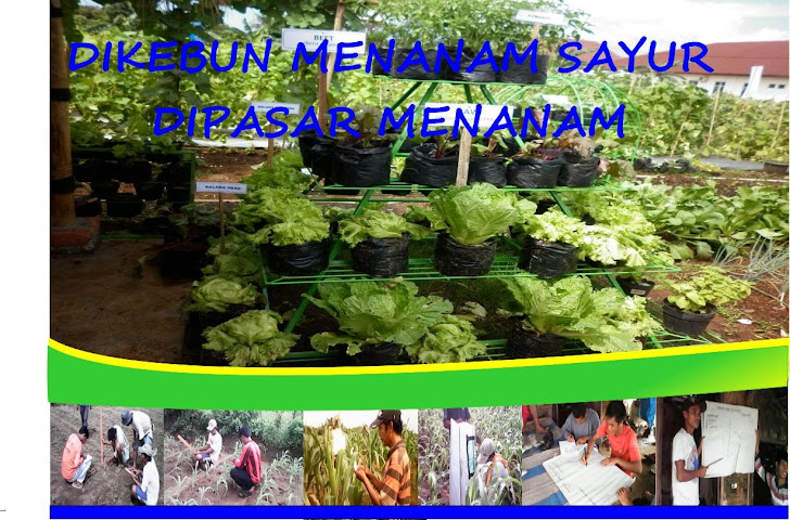 PELILINAN PADA BUAH MANGGA DAN TOMAT - SELAMAT DATANG SOBAT