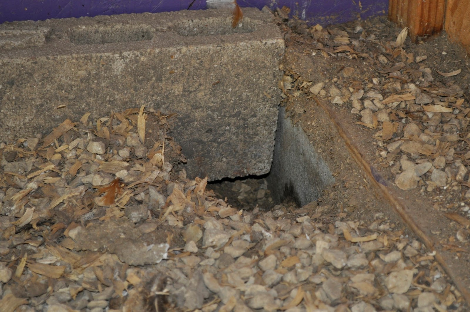 The Urbane Farmer: Rats #5: Rat behavior