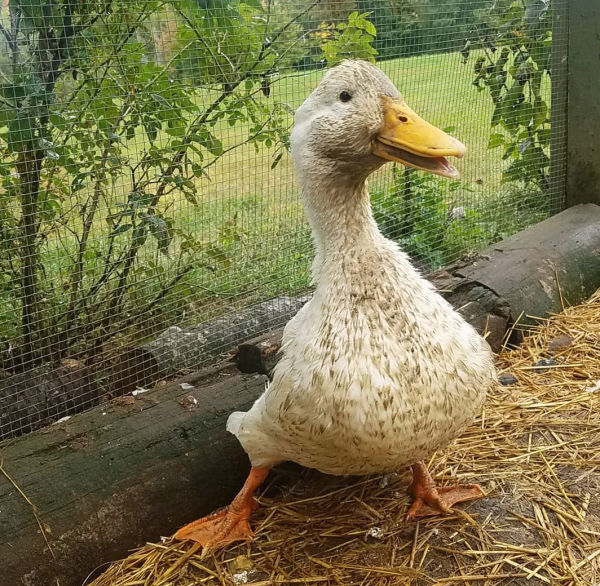 5 Reasons Why you Need to Raise Ducks - Fresh Eggs Daily® with Lisa Steele