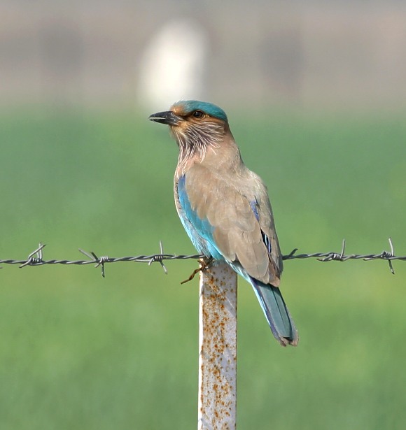 North India tours - North India Travel Destinations: Travel Photo of ...