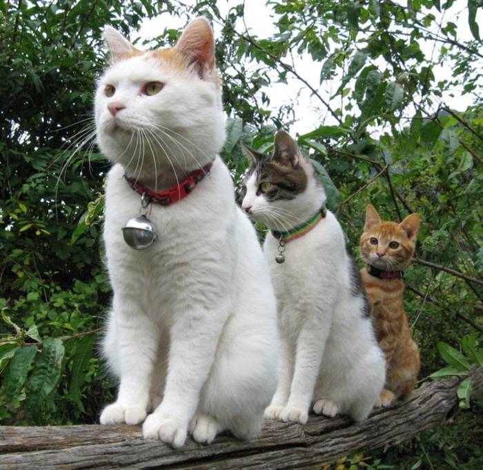 Mail2Day: Photo Gallery of Animals in Theme Three (30 pics)