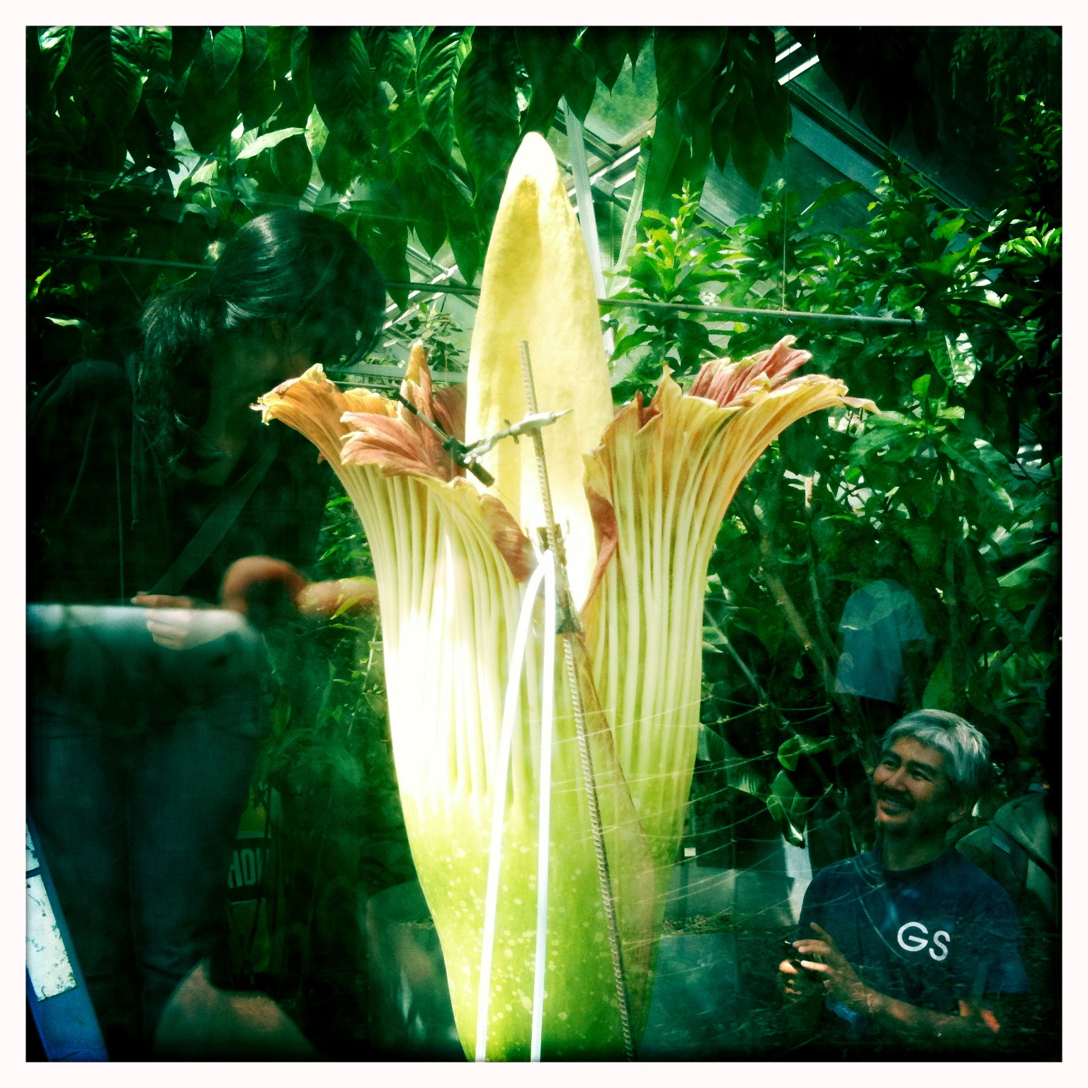 like a library book ...: UW Corpse Flower
