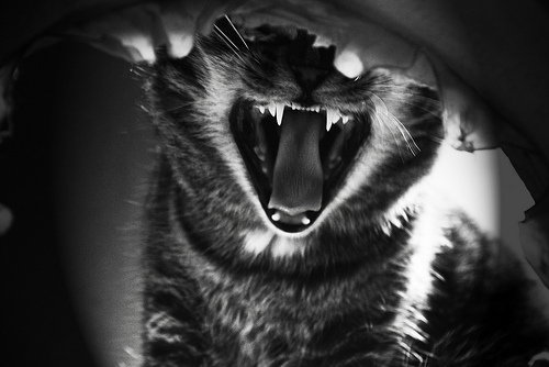 A Smile a Day: 7 Most Adorable Angry Cats