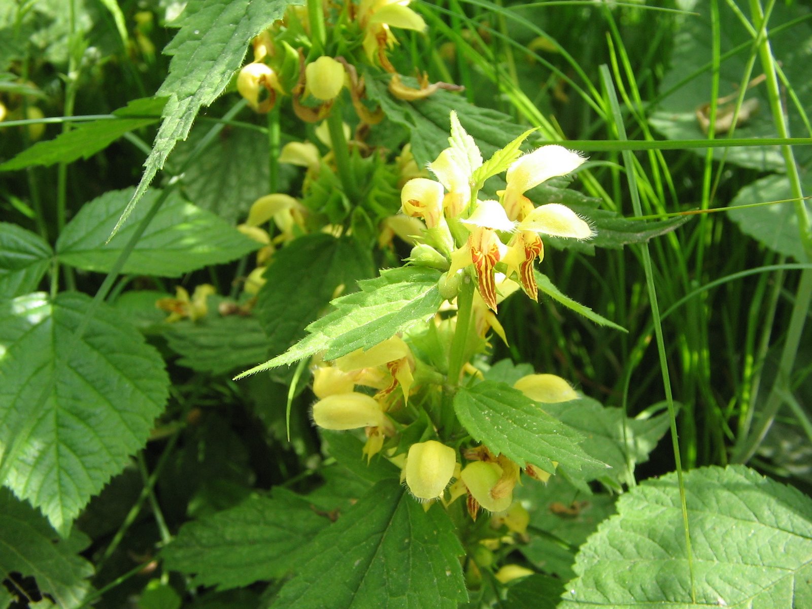 FLORA NEL SALENTO e.. anche altrove: Lamium galeobdolon L.subsp ...