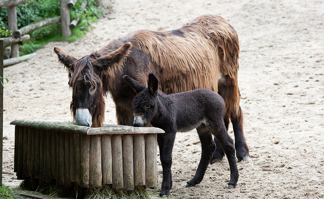 ellergy: THE POITOU DONKEY - The dreadlock donkey