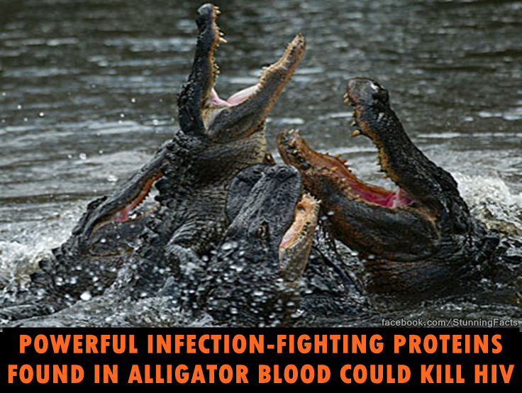 Alligator Blood May Lead to Powerful New Antibiotics | Most Interesting ...