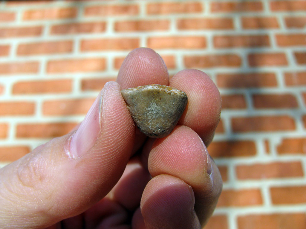 Views of the Mahantango: Agassizocrinus laevis(?) calyx bases from Kentucky