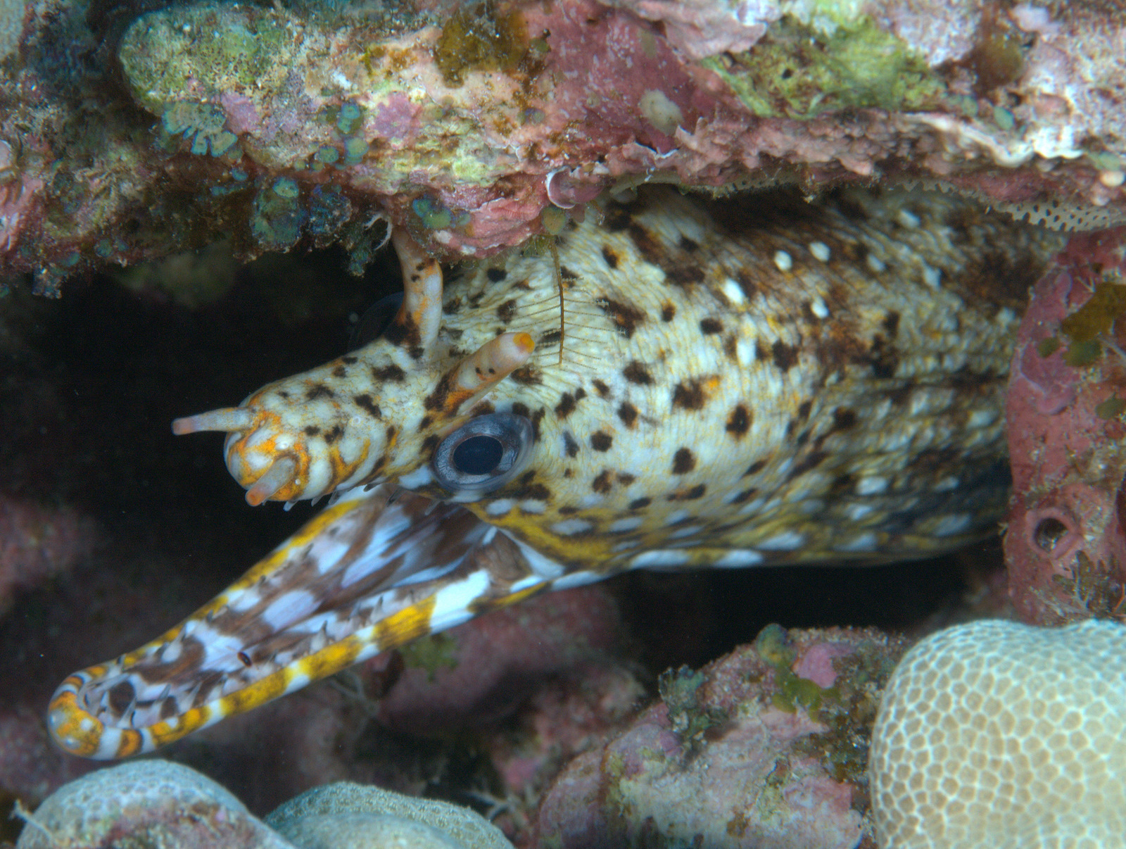 The Best of Underpressure Photography: Dragon Moray Eel- Kona, HI ...
