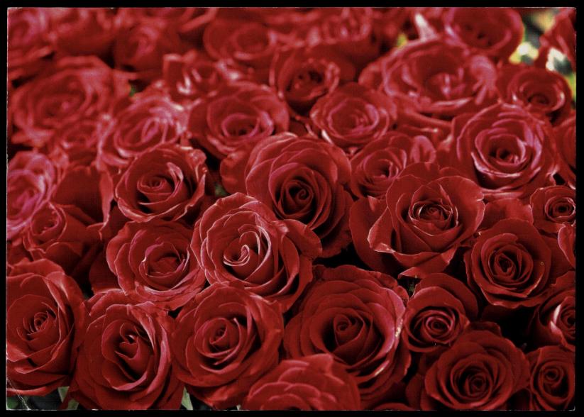 Gulfmann Postcards: GERMANY ~ Red Roses