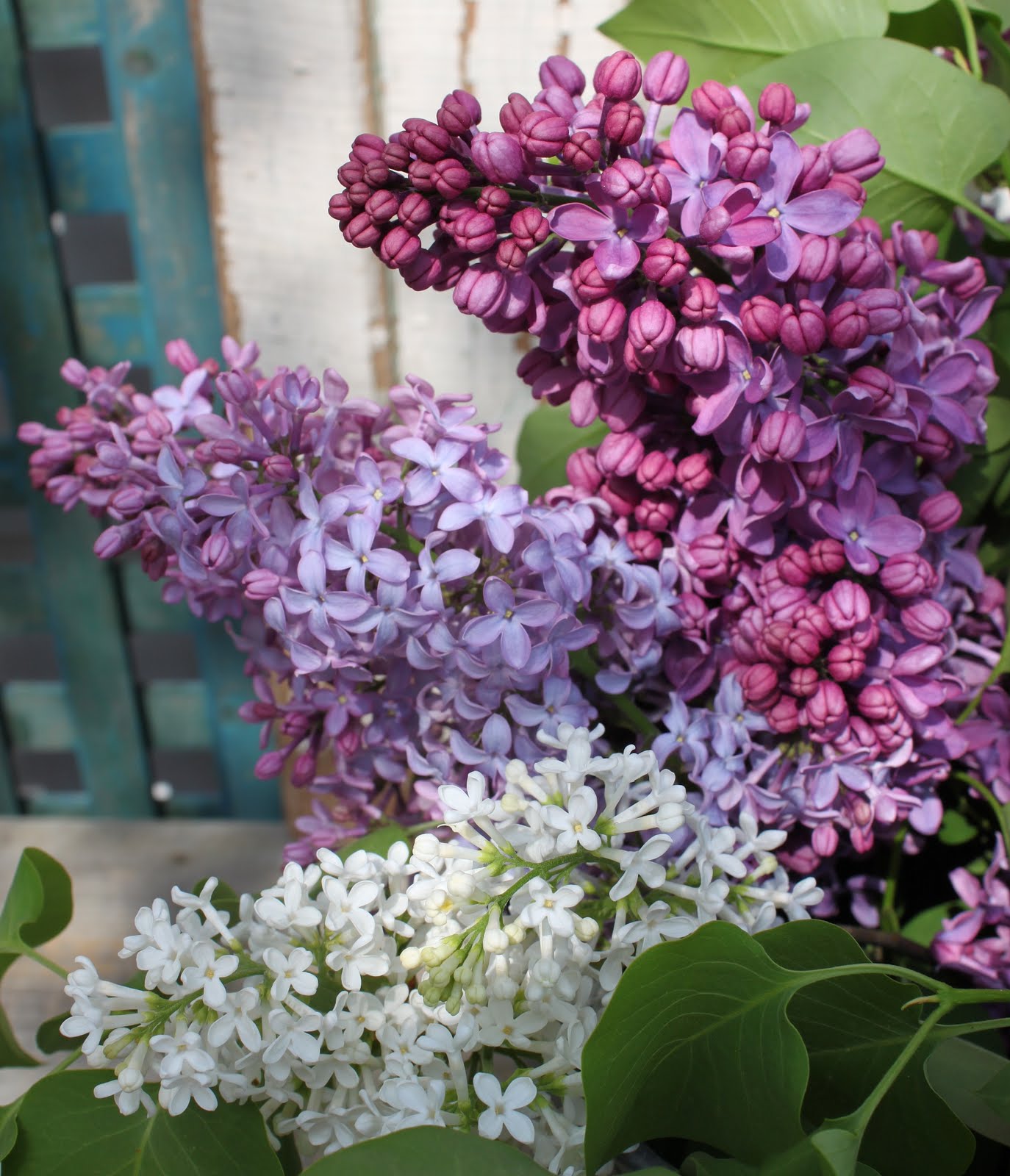 52 FLEA: Family Lilacs