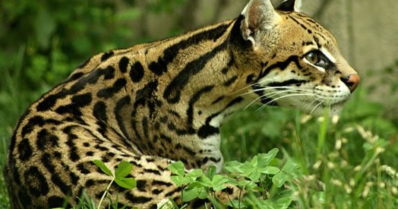 Apa Saja Hewan Mamalia yang ada di Taman Nasional Baluran