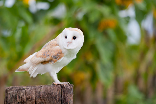 Viralata.viravida: Corujas domesticadas são abandonadas depois da ...
