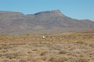 Karoo BioGaps Project: BioGaps Scorpions Fieldtrip