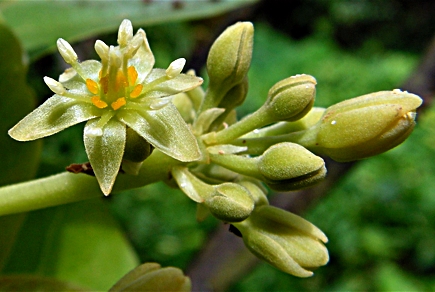 Galefod: Aguacate. Palta.