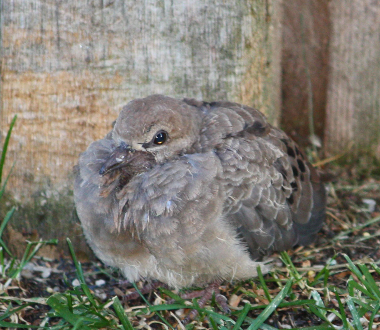Boise Daily Photo Garden Shot: Baby Mourning Dove