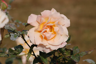 Exploring Beautiful Bellingham & Whatcom County: Cornwall Rose Garden ...