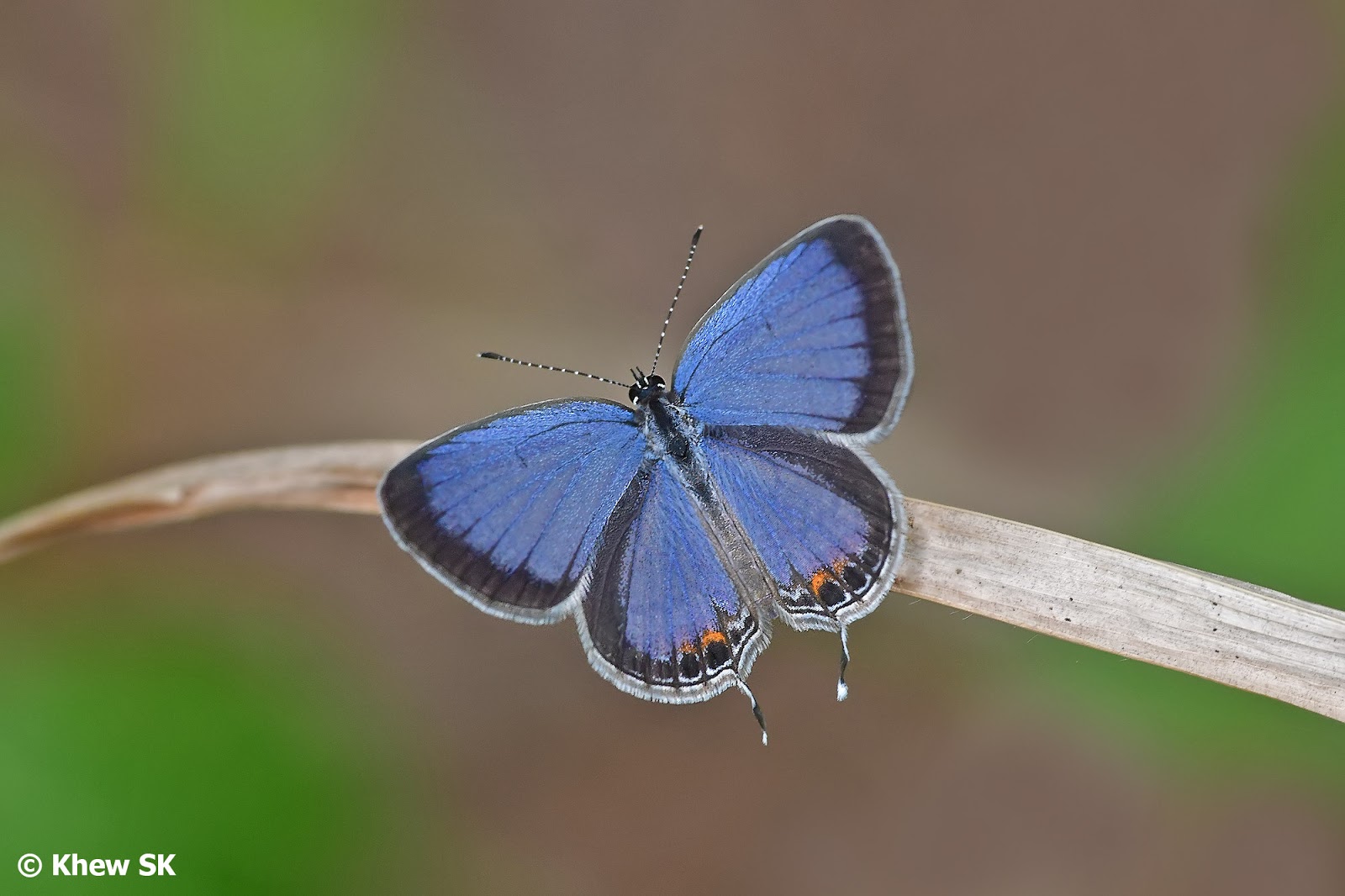 Butterflies of Singapore: Butterfly of the Month - August 2019
