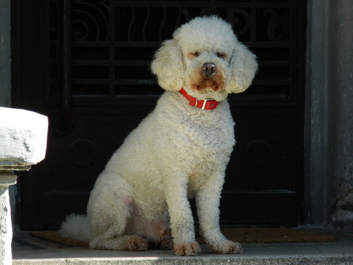 LA MULTI ANI, ROMANIA!: Caine alb si cret