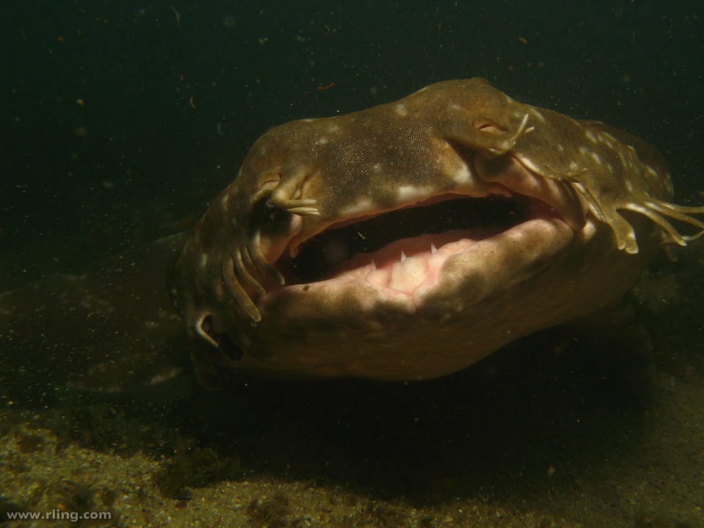 Real Monstrosities: Wobbegong