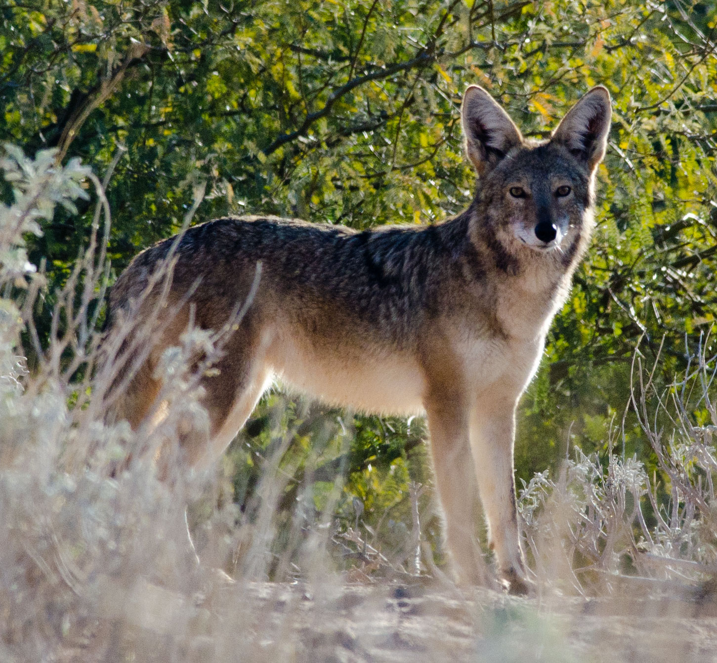 Gordon's Birding Adventures: Veteran's Oasis Park - 20 Jan 2013