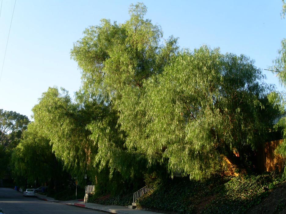 Argentina nativa: Molle blanco (Schinus molle)