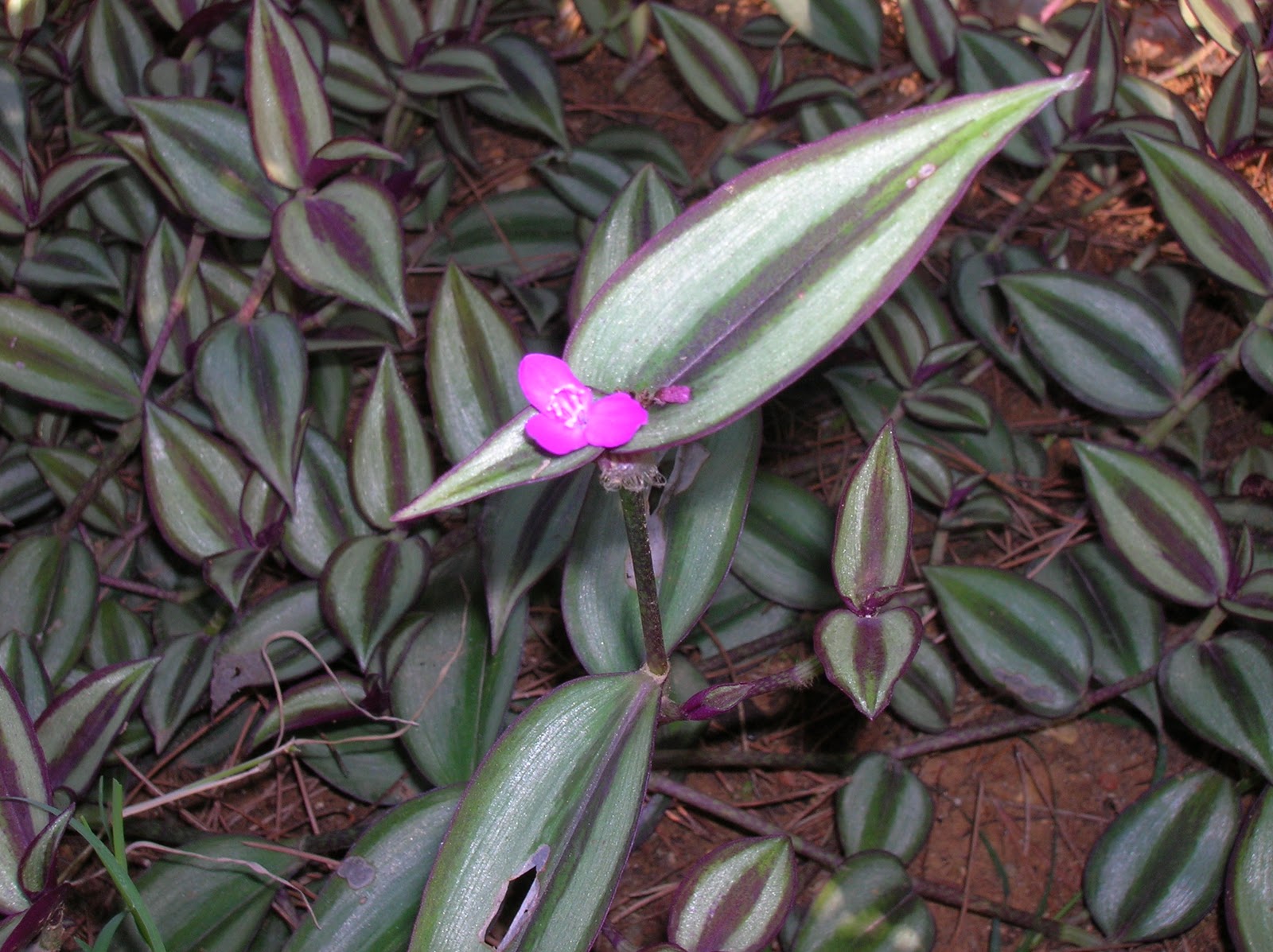 RaicesTabasco: Matali