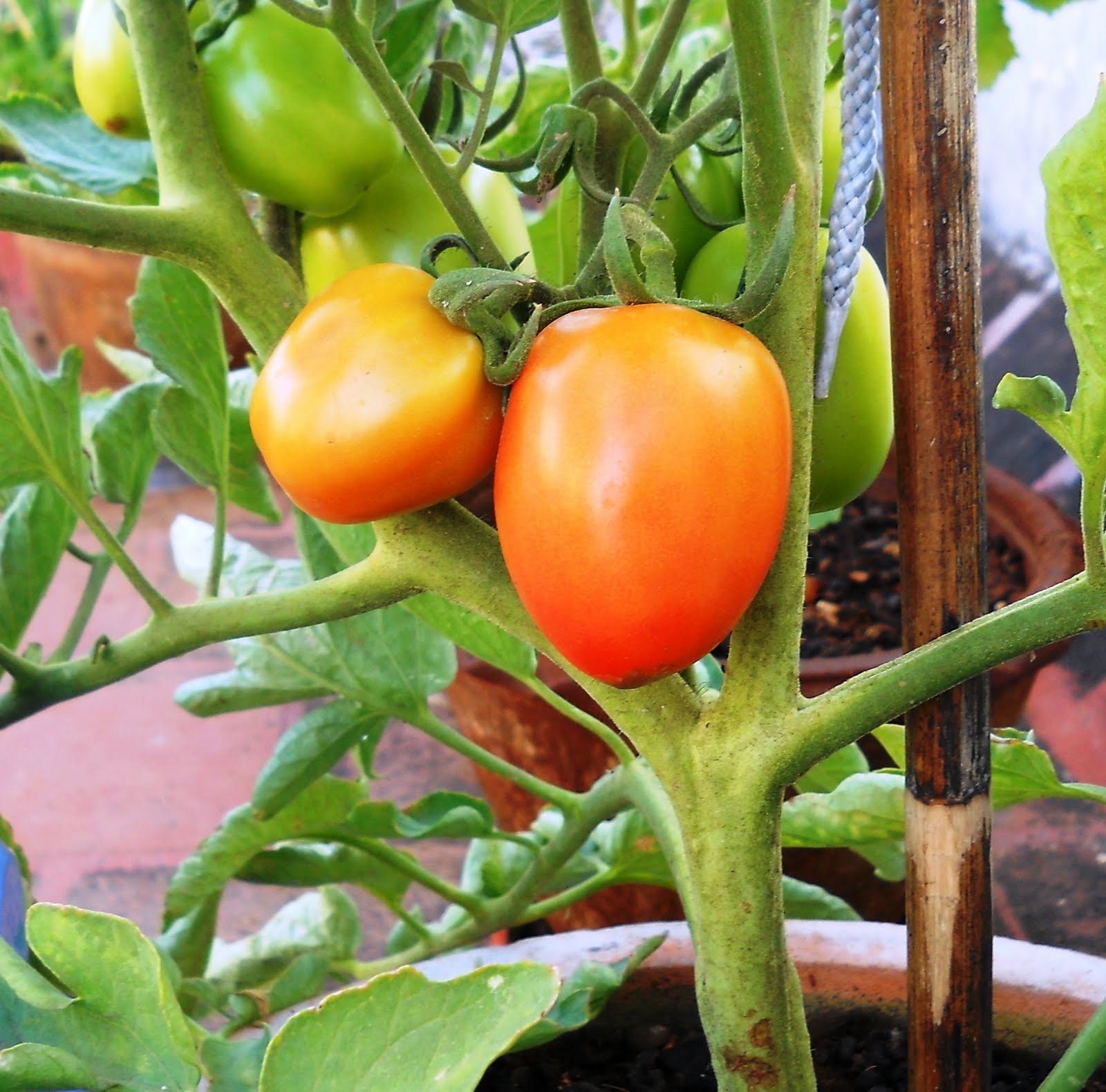 Red Ripe Tomatoes: Grow Your Own Rooftop Tomatoes: A Guide for the Novice
