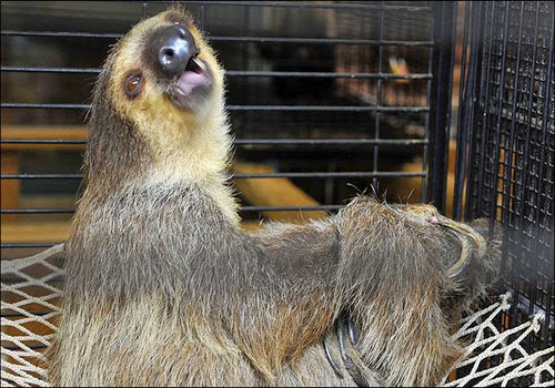 Pets Animal Photos: The Cutest Exotic Pet You Can Own