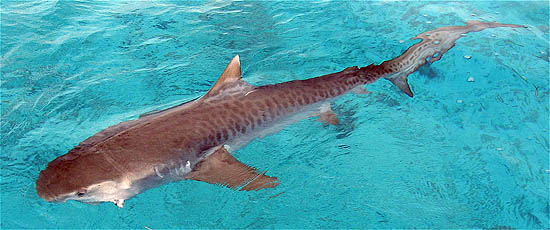tigershark