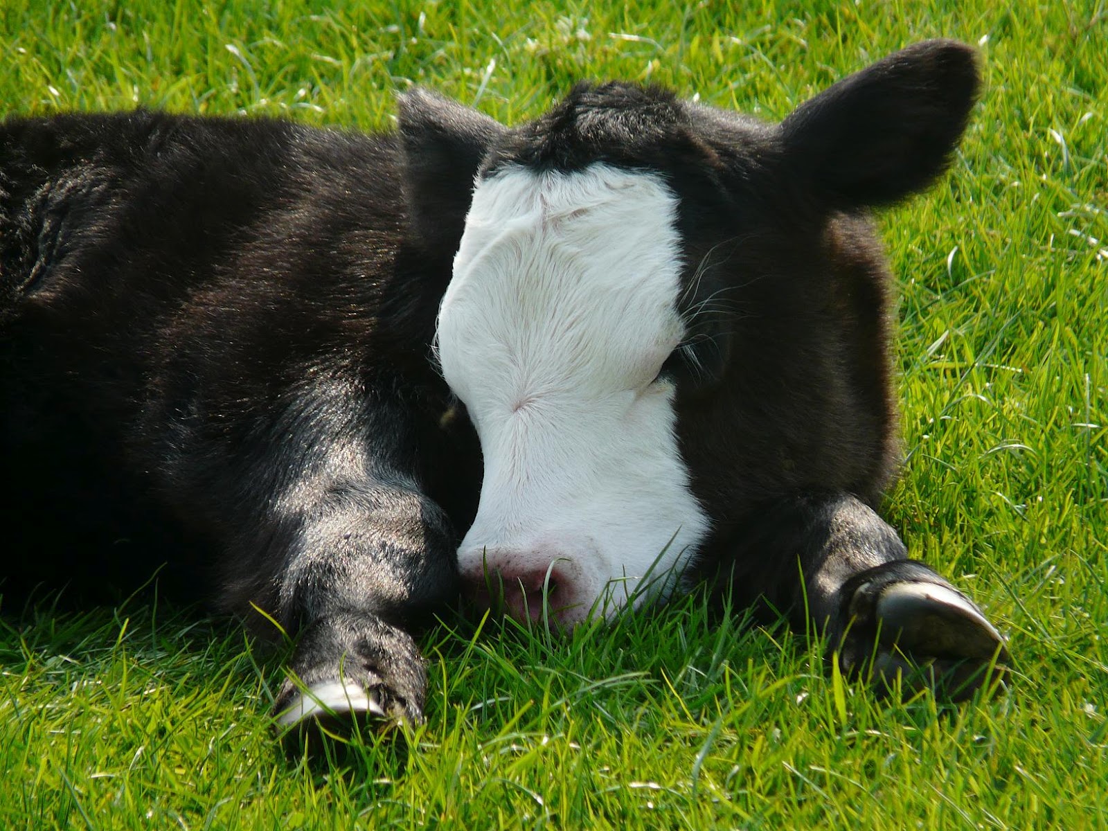 Raising Orphan Puppies: Cute Calf