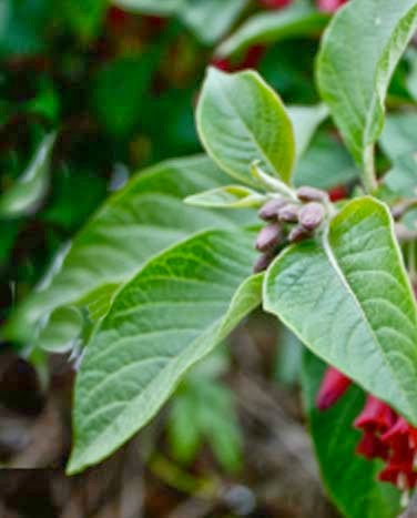 arbustosensevilla-encinarosa: Iocroma cyaneum / Iocroma / Violet churcu ...