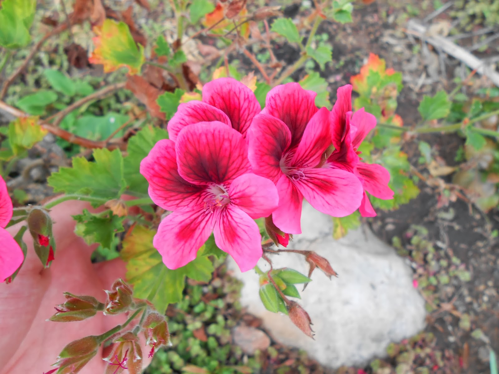 Urban Garden and Backyard Farming, South Africa: The Joys of Summer ...