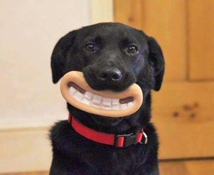 20 fotos de perros con una enorme sonrisa