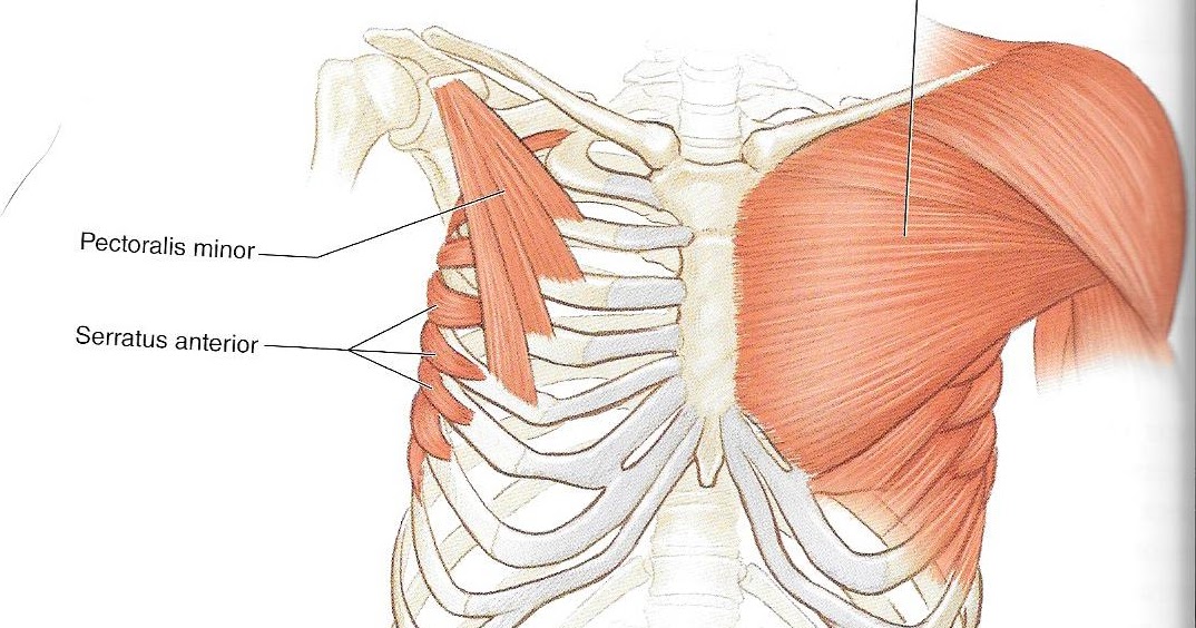 ANATOMIA DEL ENTRENAMIENTO DE FUERZA,PECHO