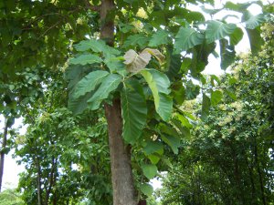 Investing in Tropical Trees: Issues and Alternatives for Teak Investors