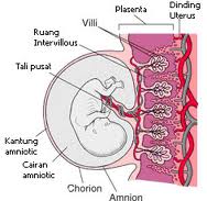 biologi edutainment: MATERI BAB II. SISTEM REPRODUKSI