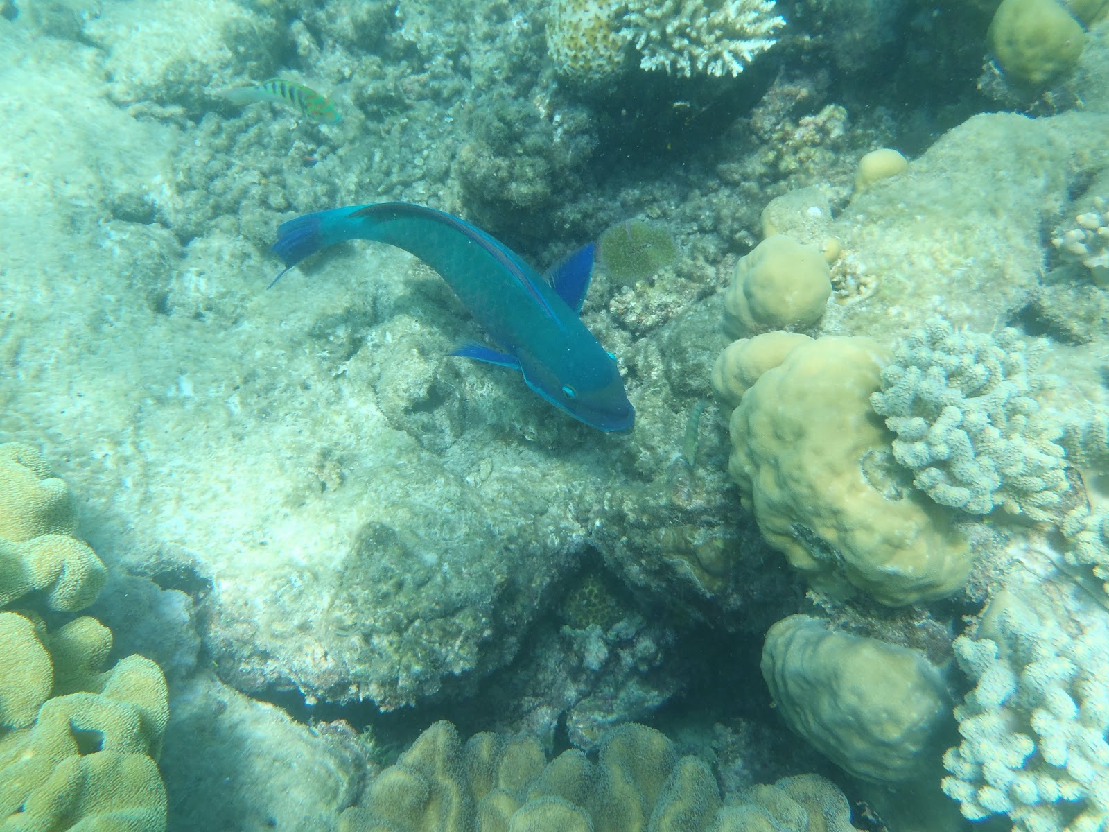 Inka in Australien: Cairns - Great Barrier Reef