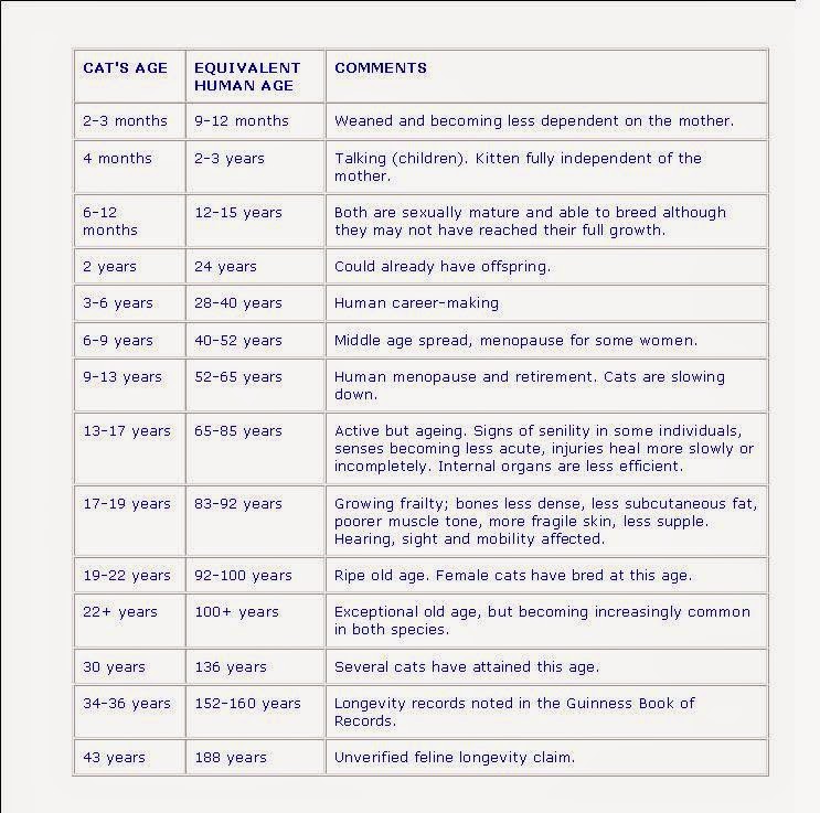 Cat Lucky: Ever Ask Yourself "How Do Cats Age?"
