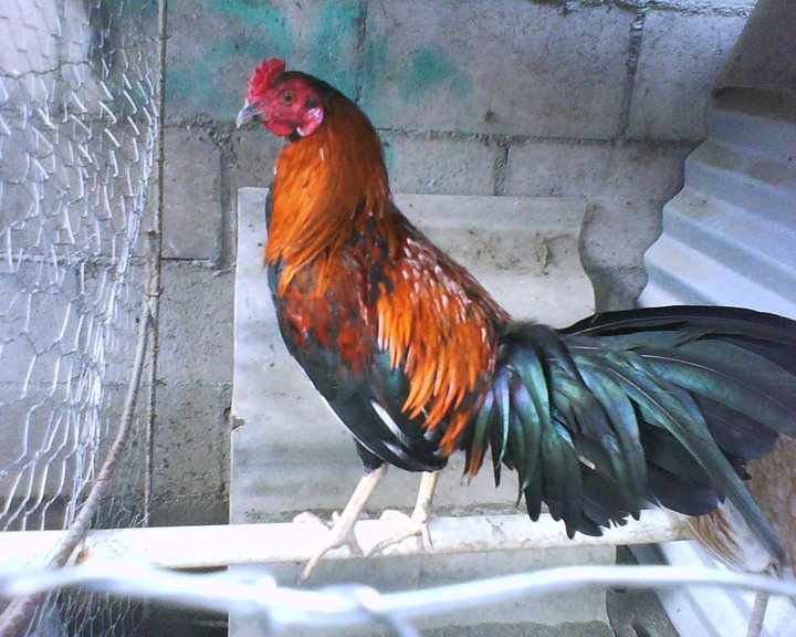 ..Galleros de Mariño Edo Sucre Irapa Ciudad Jardin..