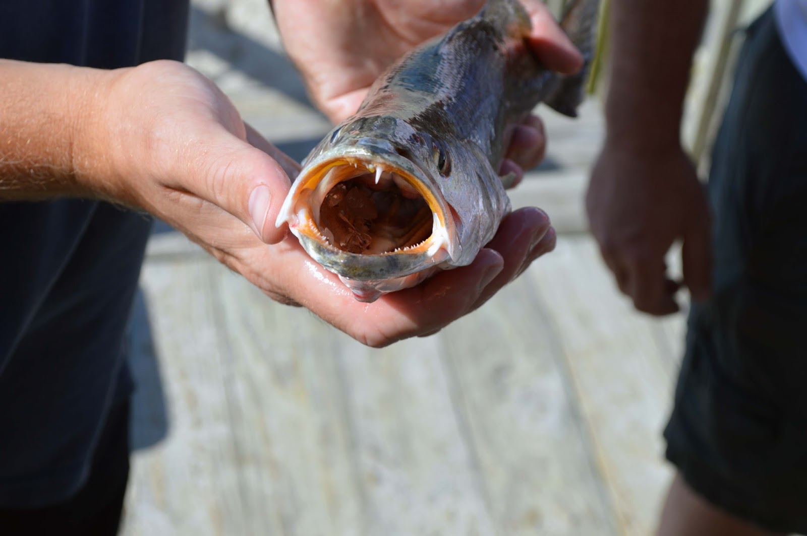 NC Outdoor Ramblings: Salty Memories Part 6 - Fishing the Surf, Pier ...