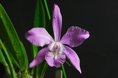 Biodiversidad de México : FLORA Y FAUNA ENDÉMICA DE MÉXICO.