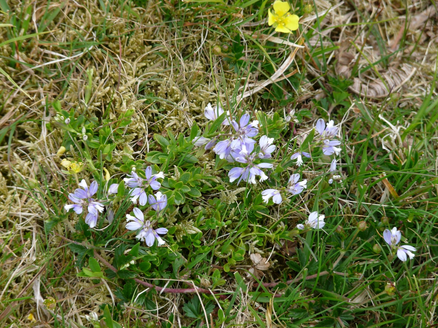 The Flora of Hutton Roof : Polygala serpyllifolia (Heath Milkwort)