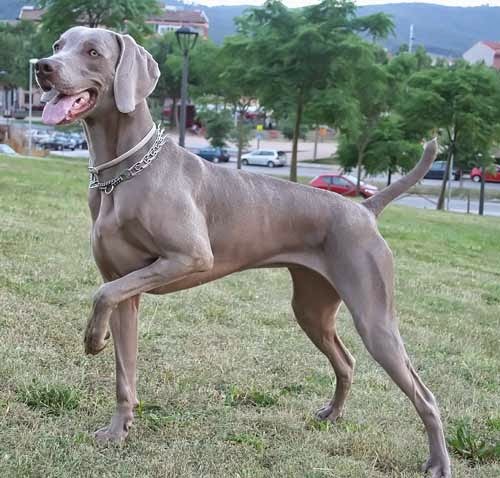 RAZAS CANINAS, un blog de perros.: WEIMARANER